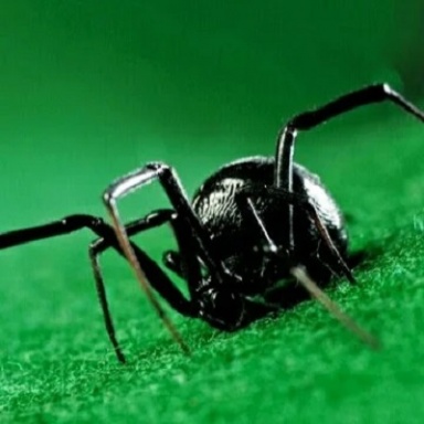 sacalul | Audio Science Review (ASR) Forum