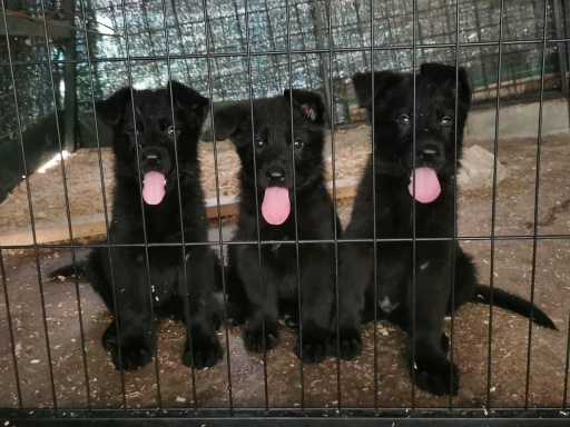 robbbertino | Audio Science Review (ASR) Forum